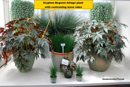 New Gryphon Begonia Plants | Garden Center TV