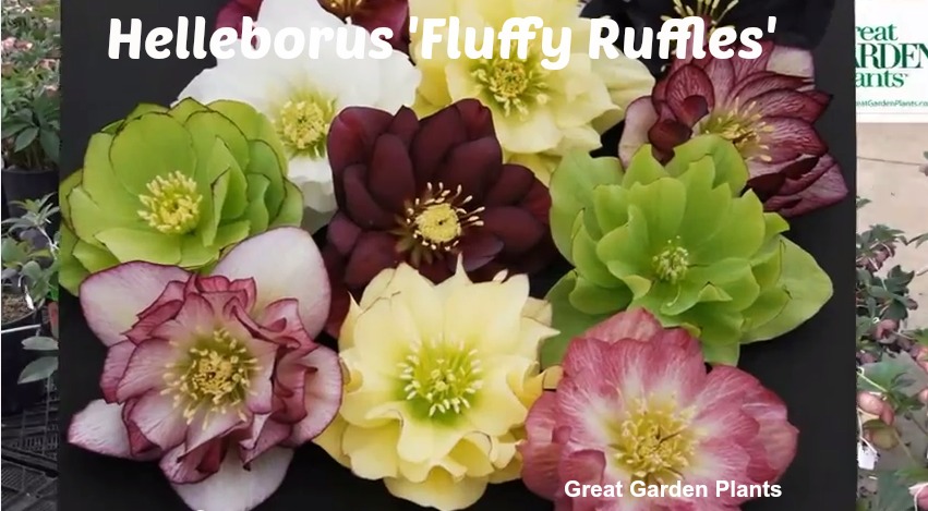 New Helleborus Variety:Fluffy Ruffles | Garden Center TV